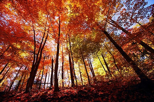 Automne malade(Guillaume Apollinaire)