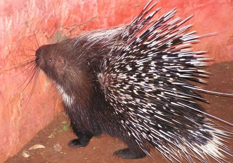 zoo de témara Maroc